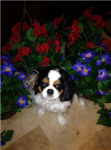 Testimonials - Dr. Deva Khalsa - Holistic Veteranarian